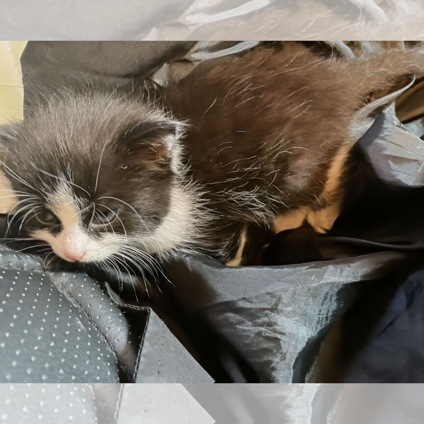 Отдам котенка в добрые руки мальчика
