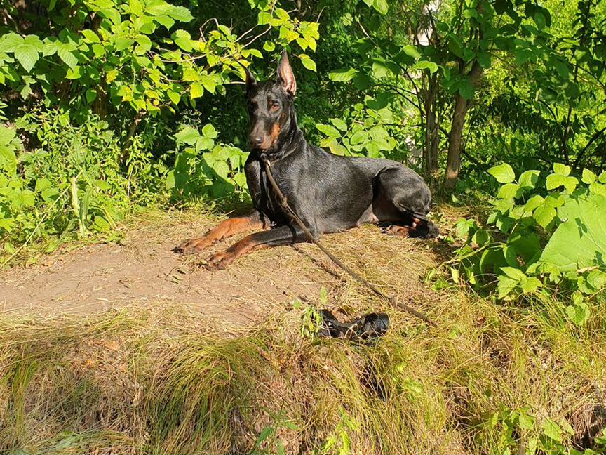 Щенки добермана