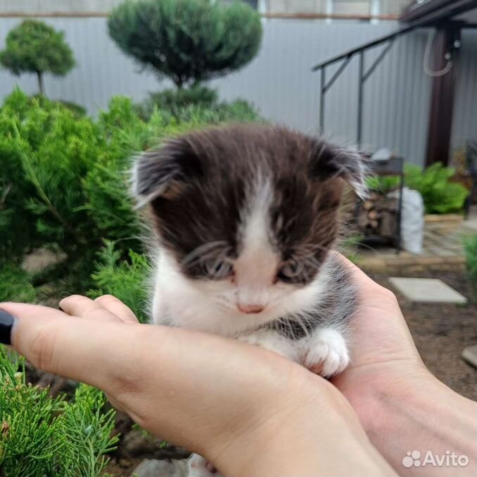 Котенок девочка 1 месяц вислоухая