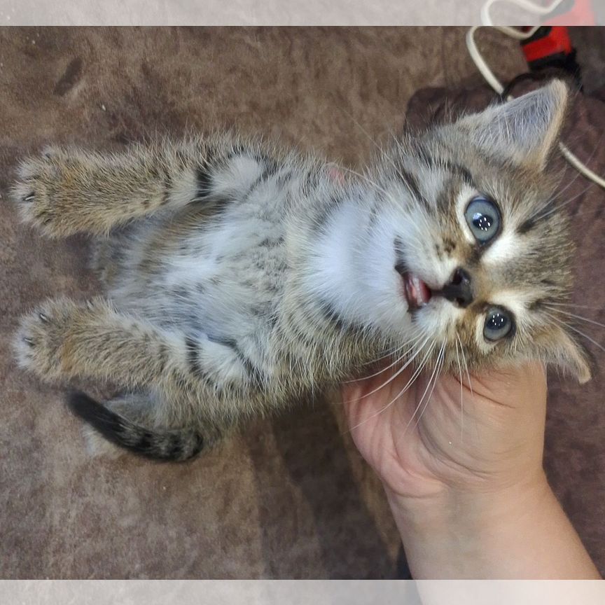 Котёнок