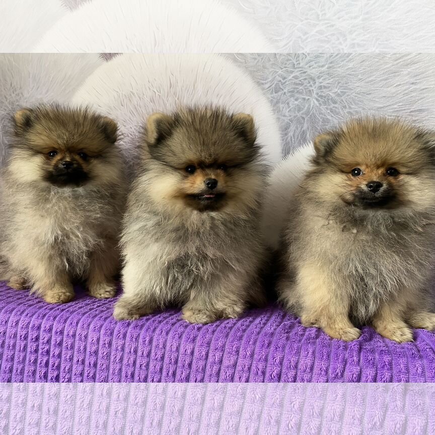 Померанский шпиц, щенок