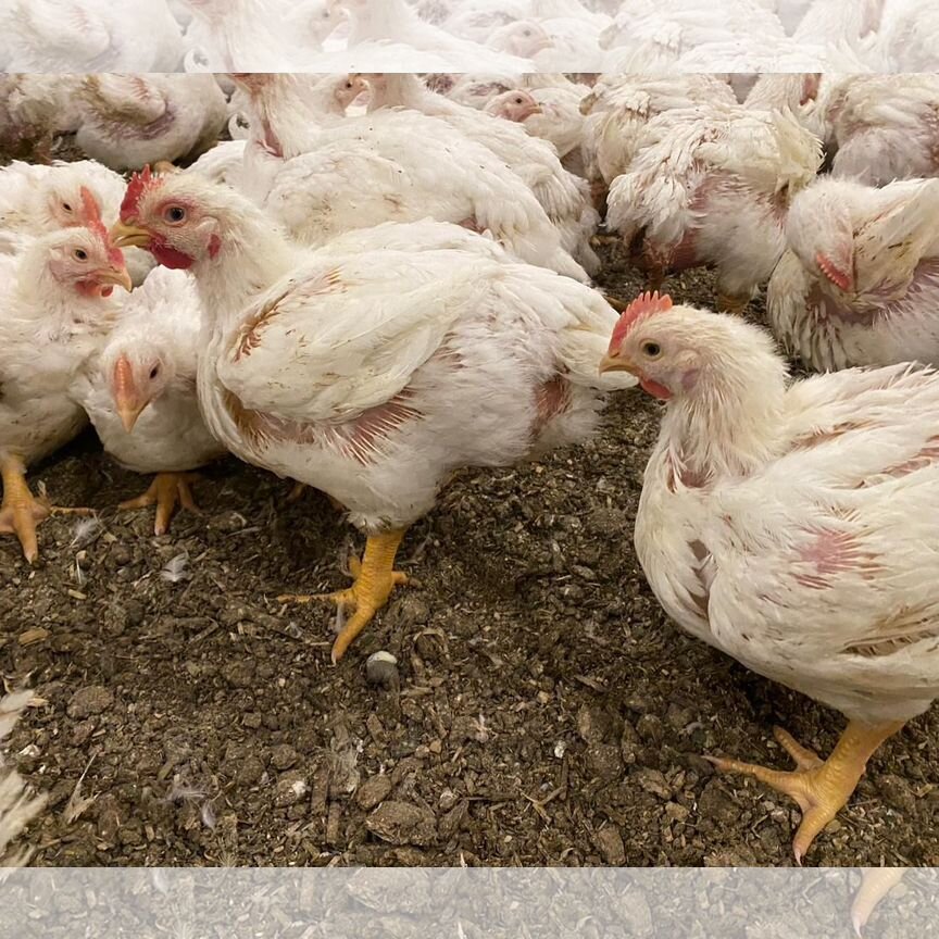 Бройлер на забой 3.5 кг и высше