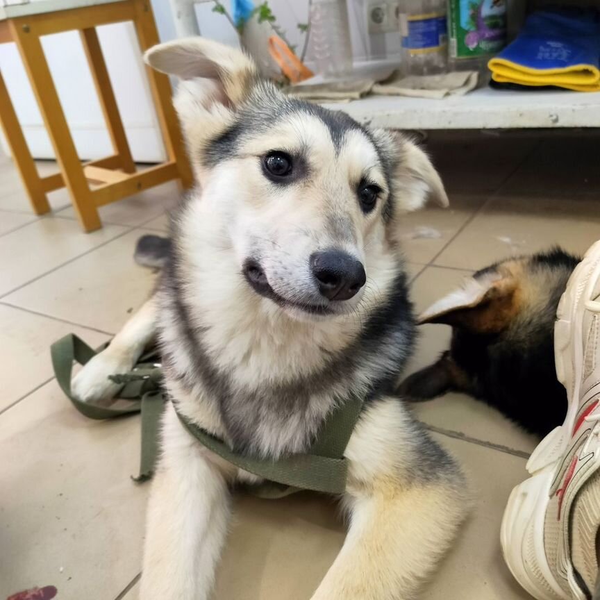 Взрослая собака в добрые руки