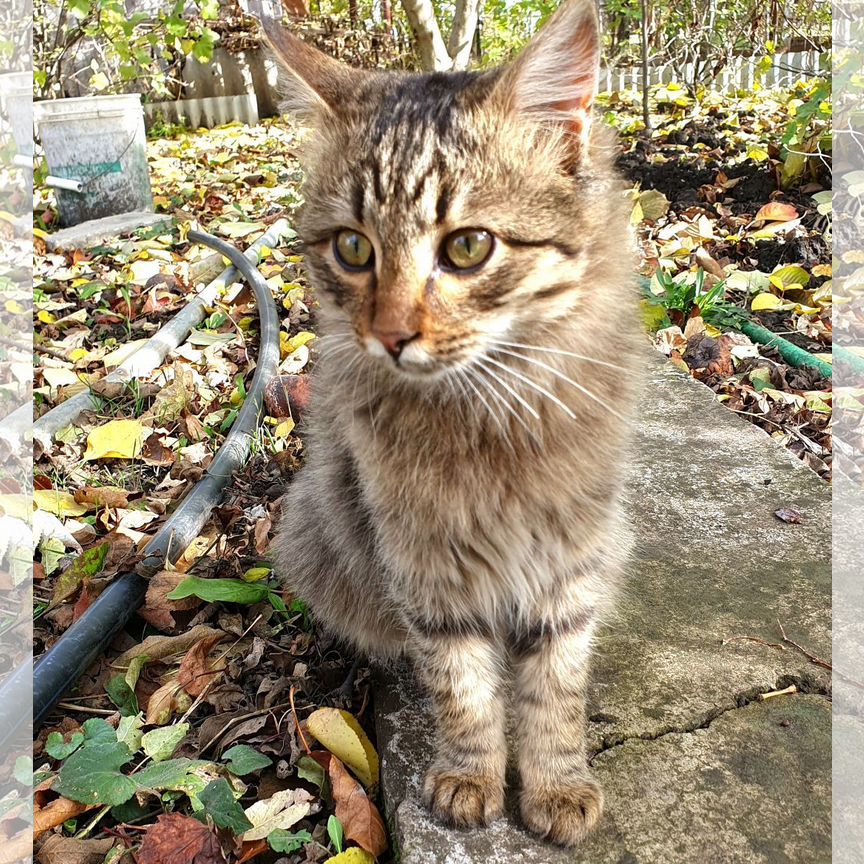 Котёнок в добрые руки