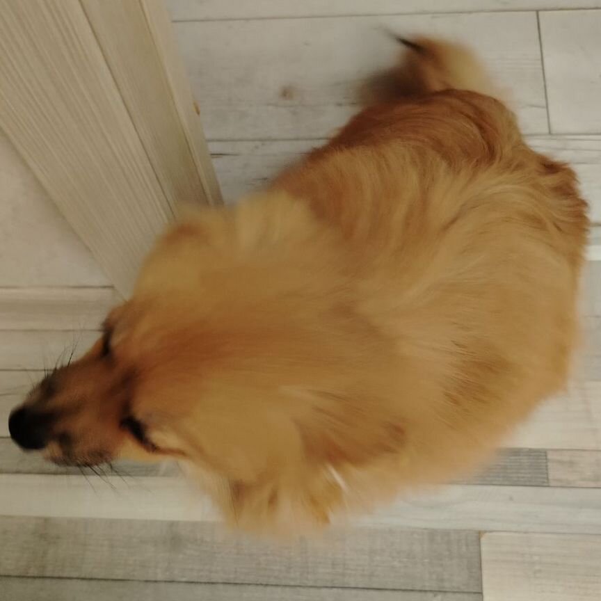 Немецкий шпиц, щенок