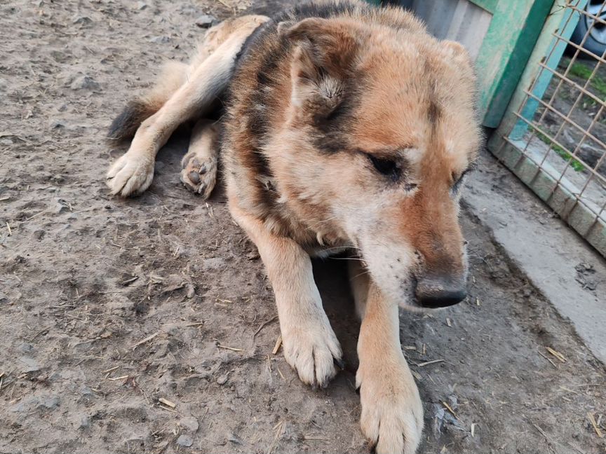 Старичок овчарка был в отлове