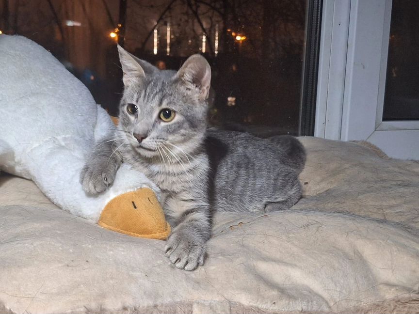 Котёнок дымчатый в добрые руки