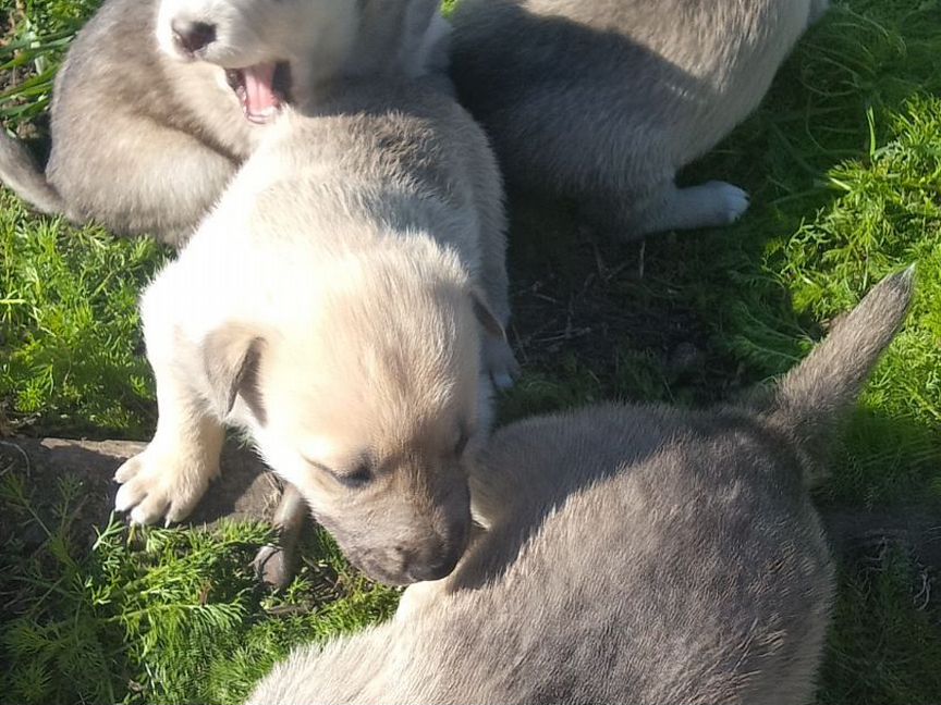 Щенки помесь