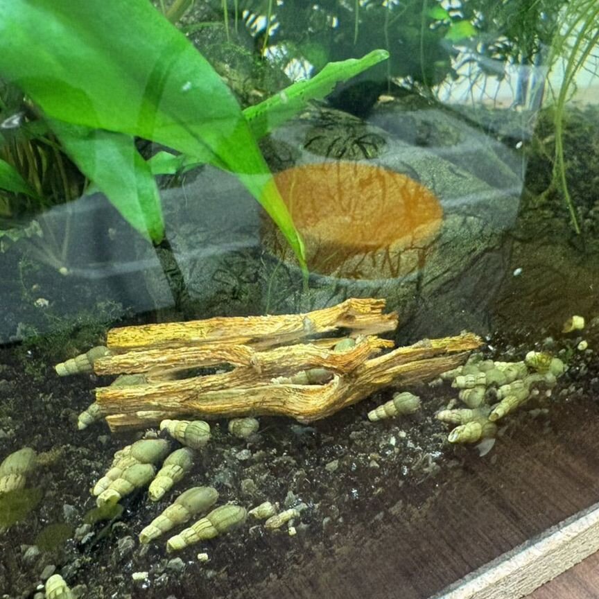 Улитка Мелания