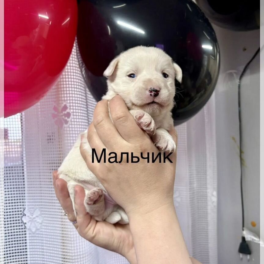 Джек-рассел-терьер, щенок