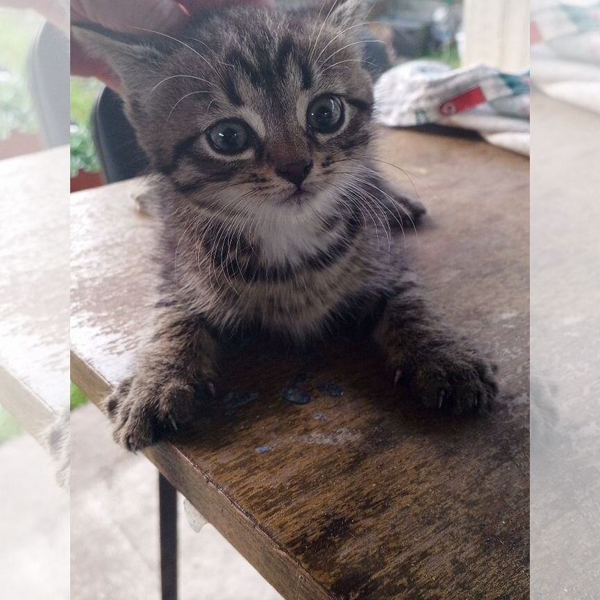 Котёнок в добрые руки