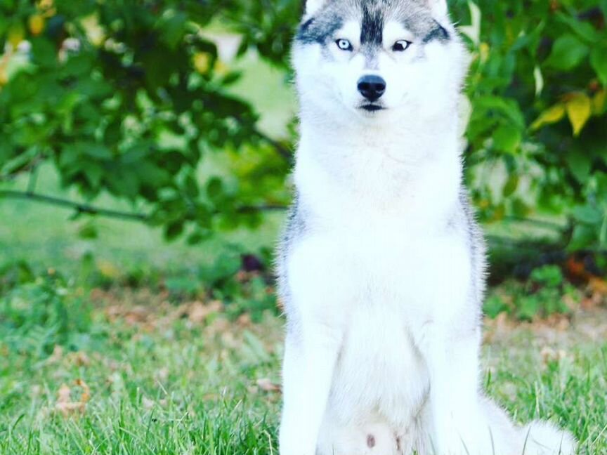 Сибирский хаски вязка