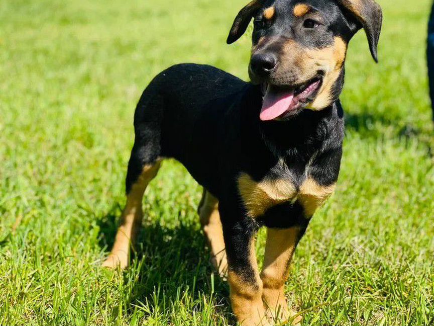 Маленькая Кэри ищет дом