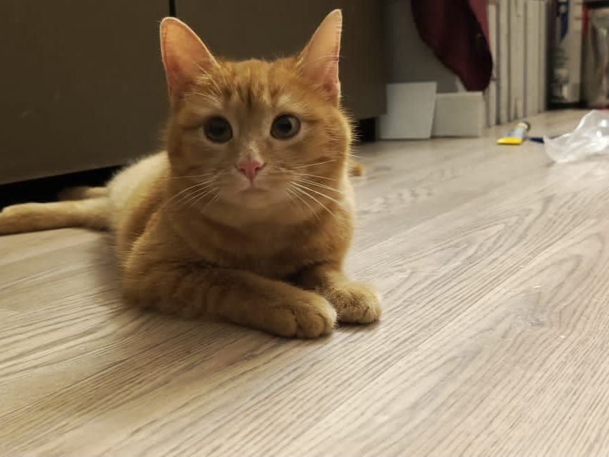 Уникальная рыжая кошка Герда