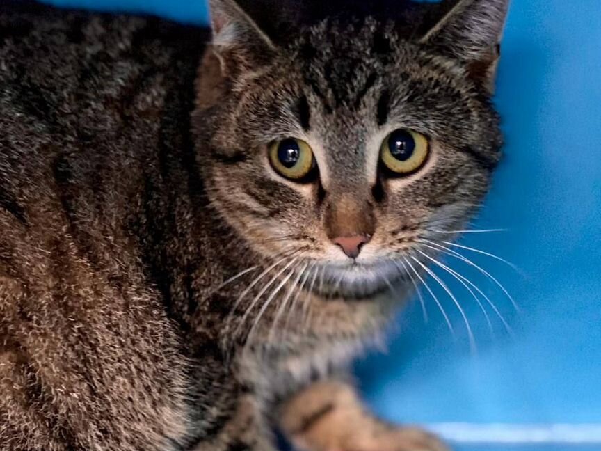 Эти напуганные глаза Тоси.Завтра снова ждёт улица