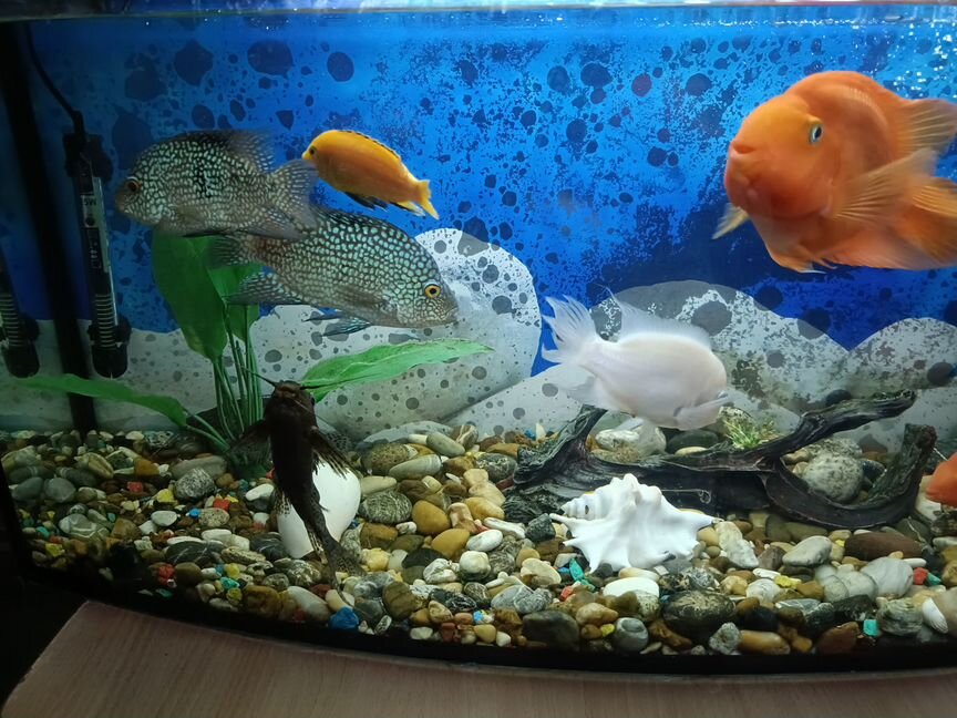 Аквариум с рыбками цихлидами
