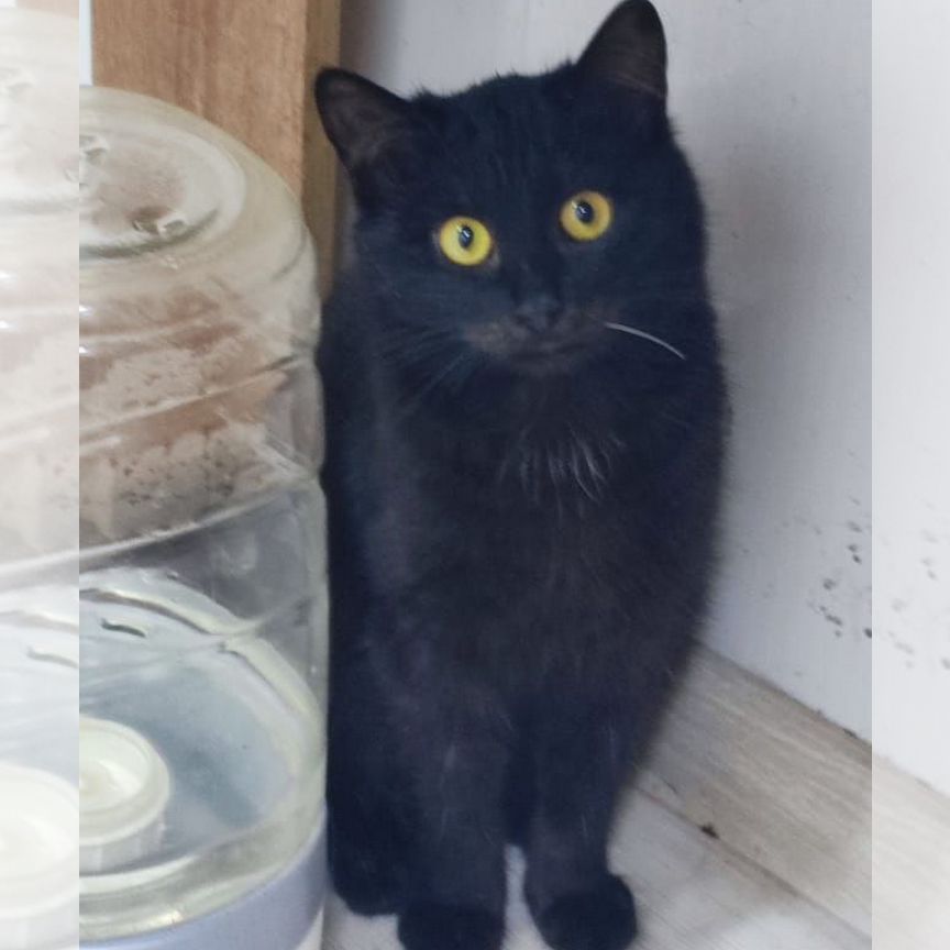 Молодой котик ищет дом
