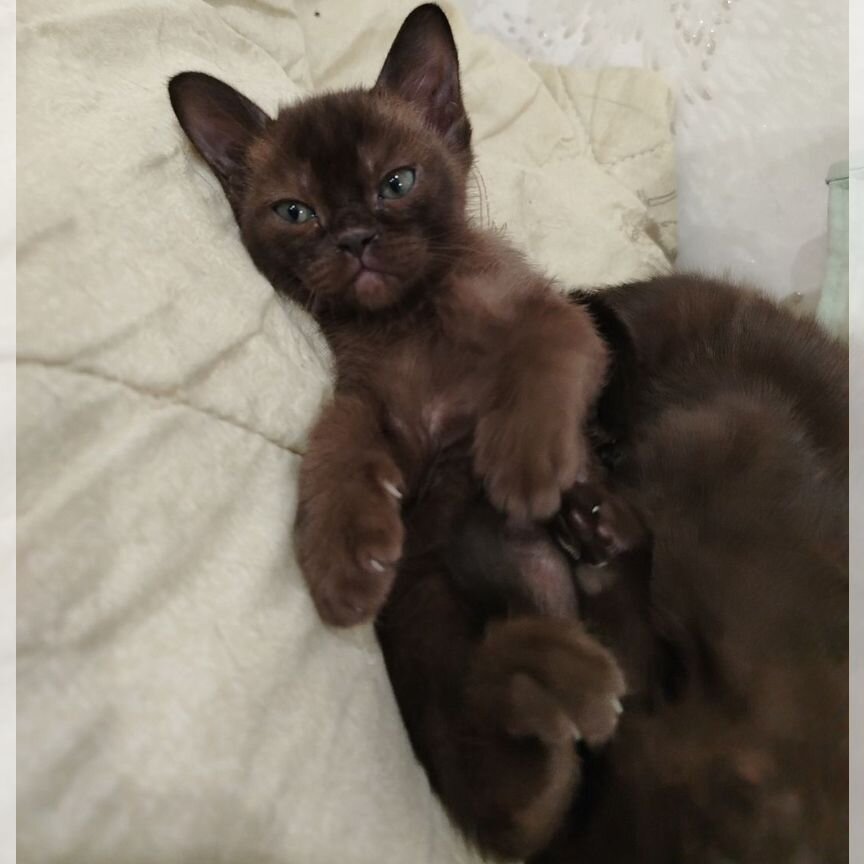 Европейский бурманский котёнок