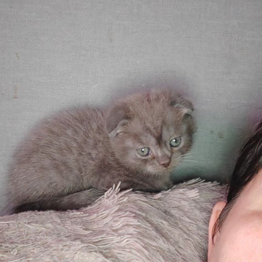 Шотландская вислоухая кошка