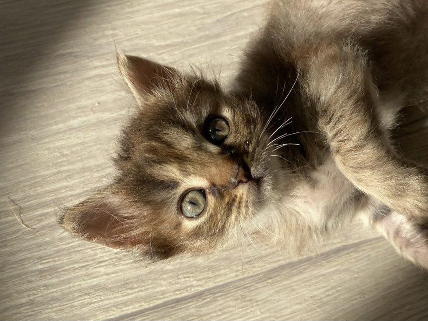 Кошка