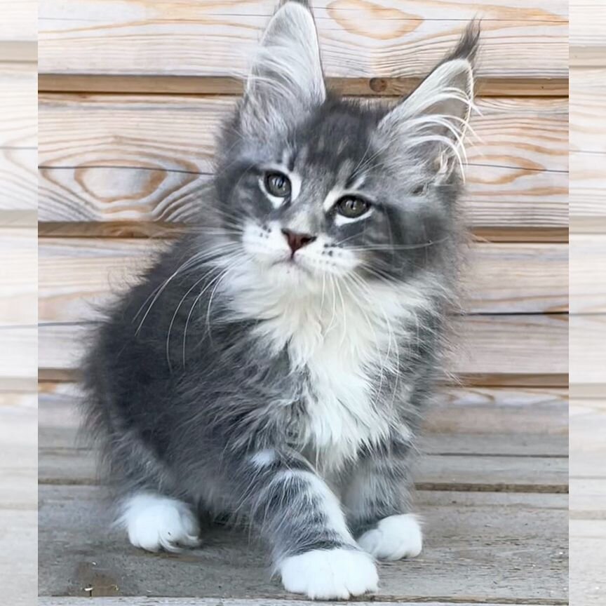 Мейн-кун котёнок