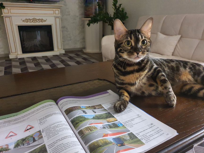 Бенгалка кошка 1.5 года