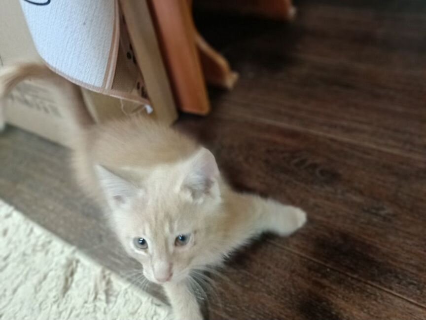 Кошки в добрые руки бесплатно