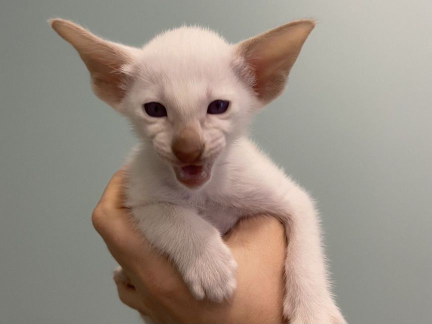 Ориентальная