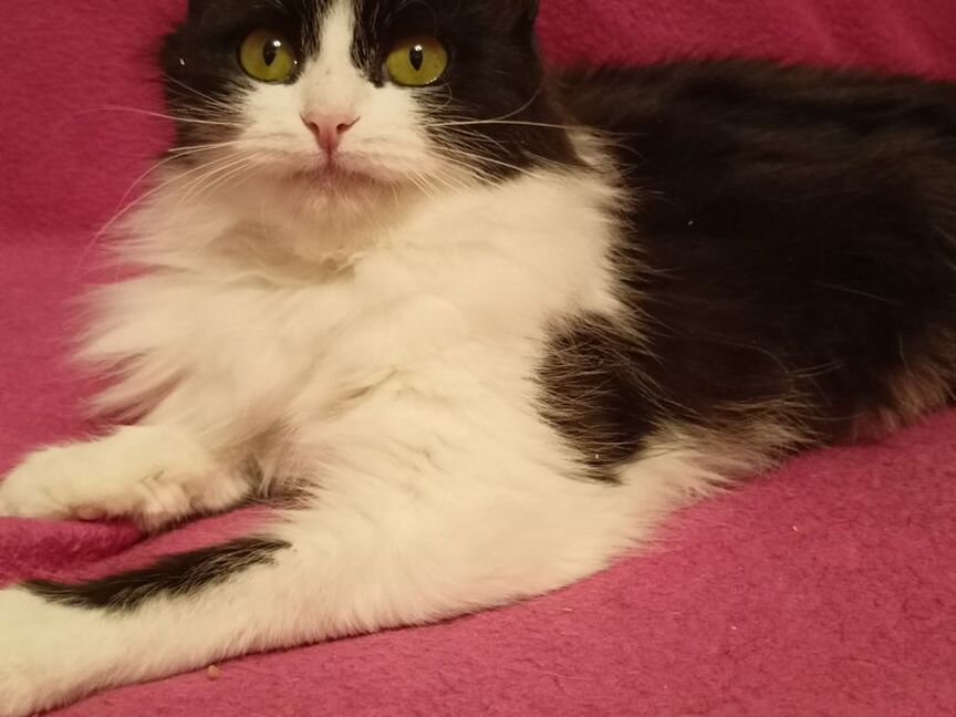 Котёнок 3 мес