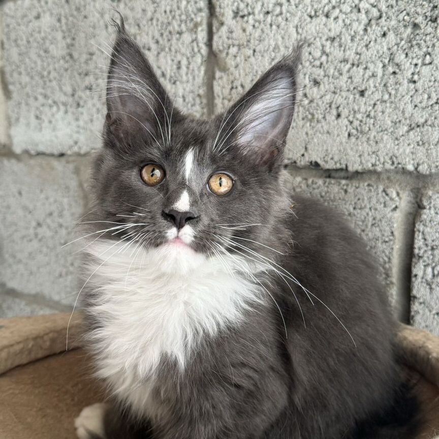 Мейн-кун полидакт мальчик