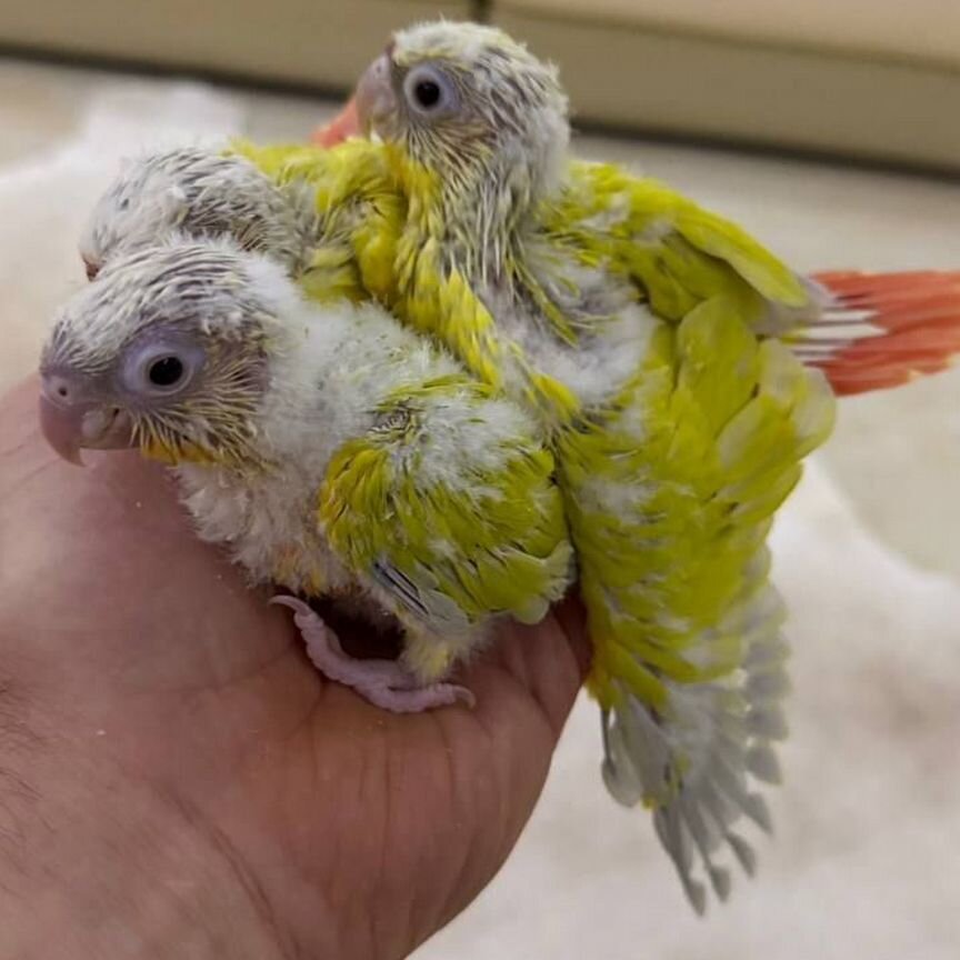 Попугаи пиррура выкормыши ручные окрас Санчик