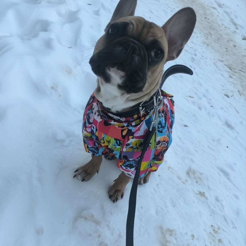 Французский бульдог, вязка