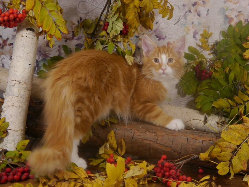 Норвежский лесной котенок