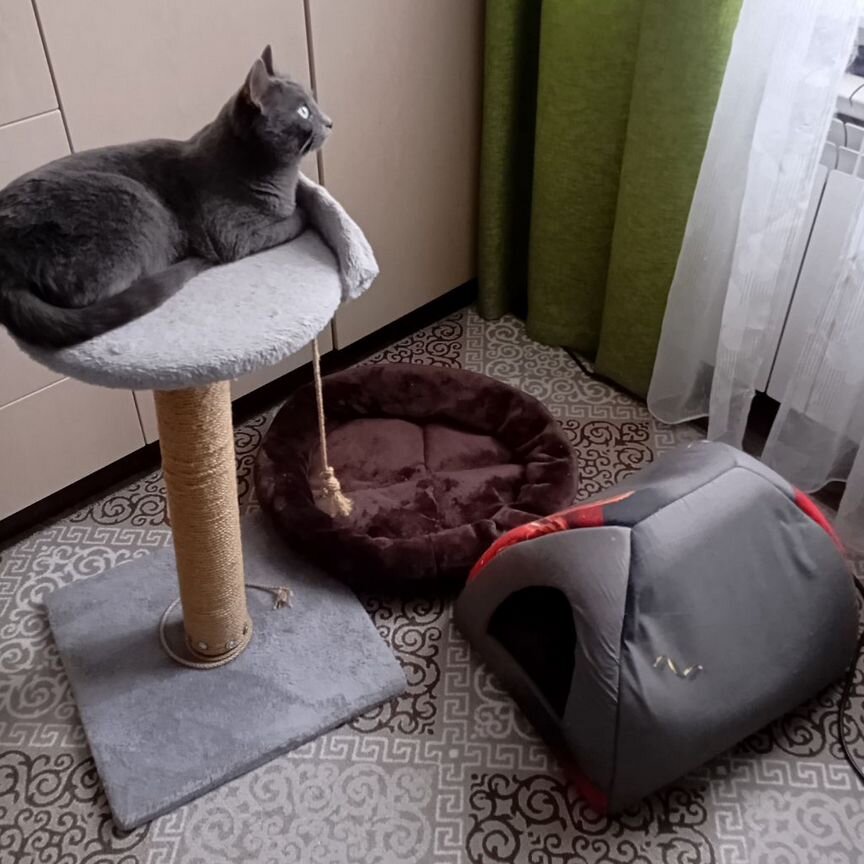 Для кошек аксессуары