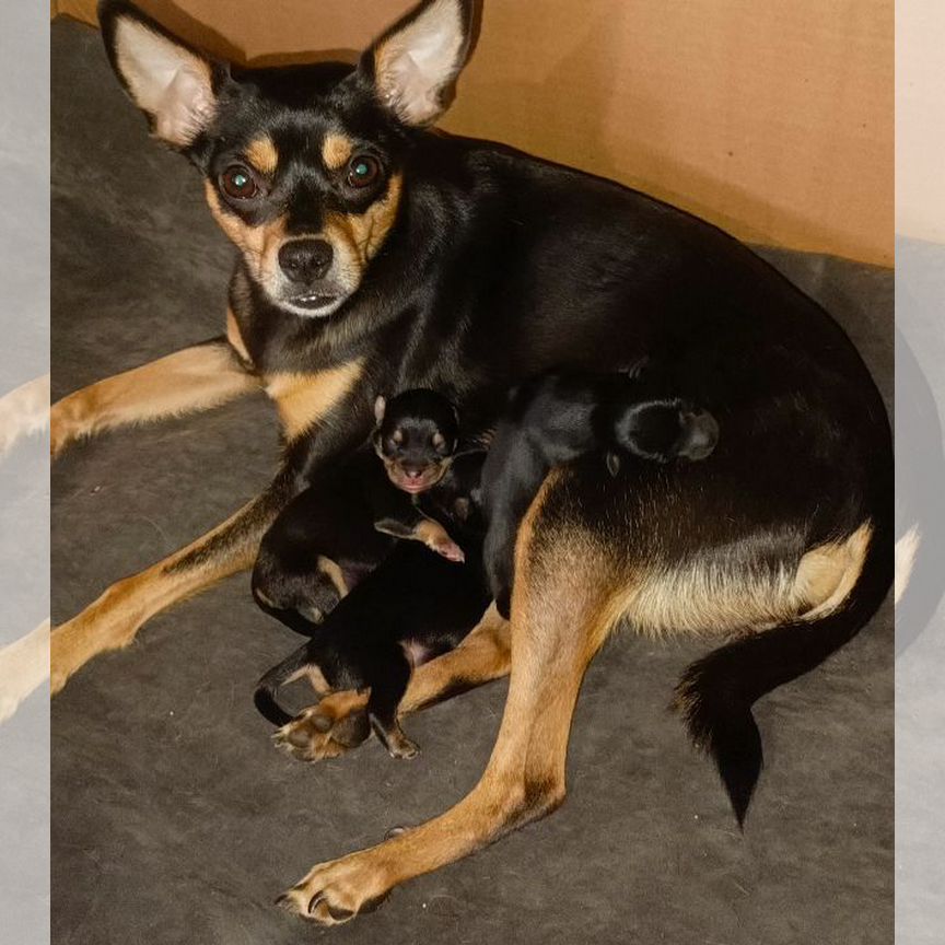 Русский той-терьер