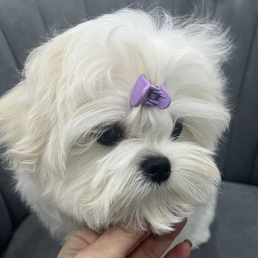 Мальтийская болонка мальчик