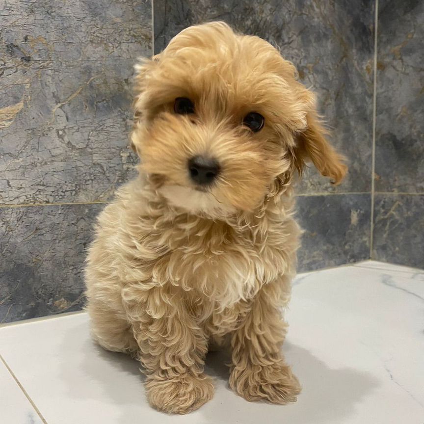 Мальтипу мини девочка