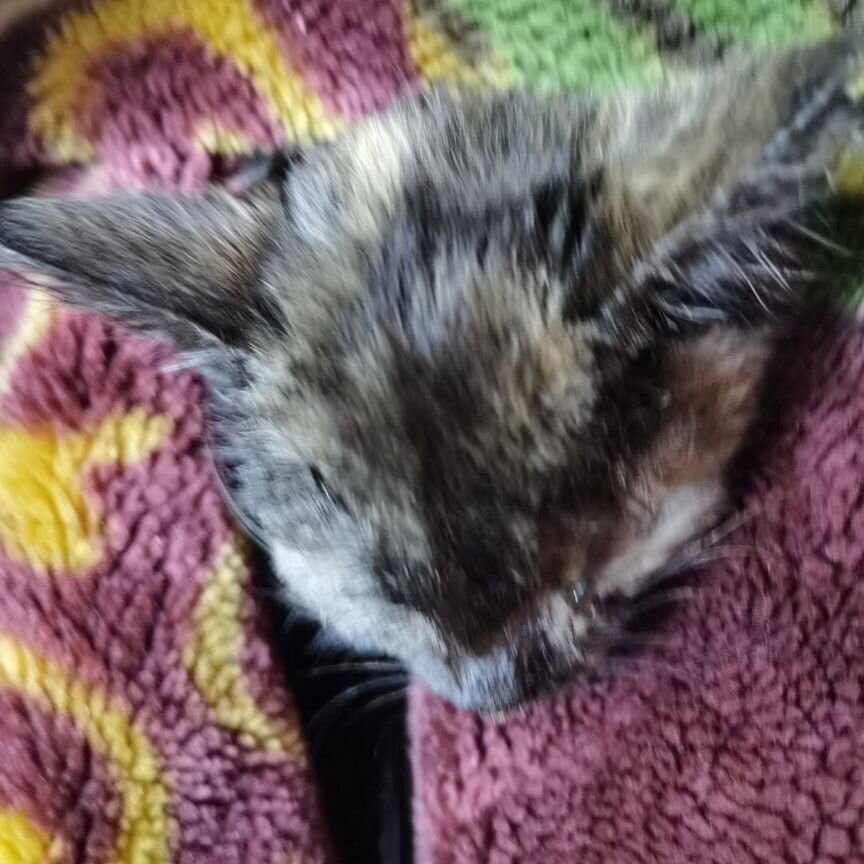 Котёнок одноглазый