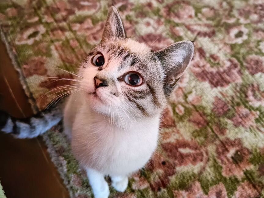 Кошка в добрые руки