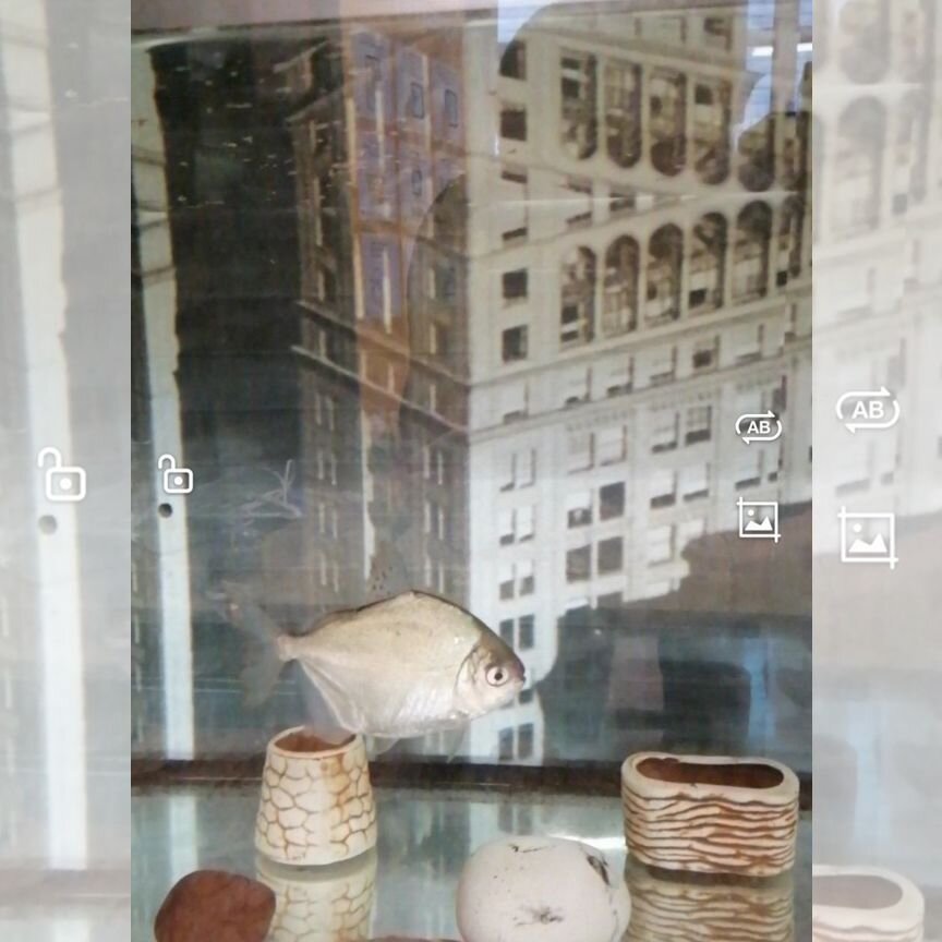 Аквариумная рыбка метиннис