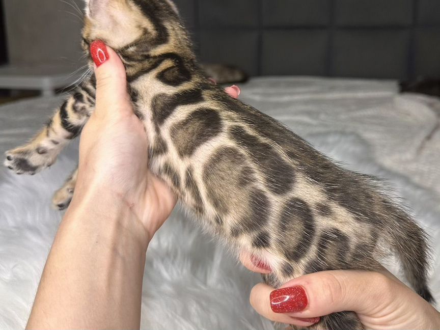 С родосновной к новому году