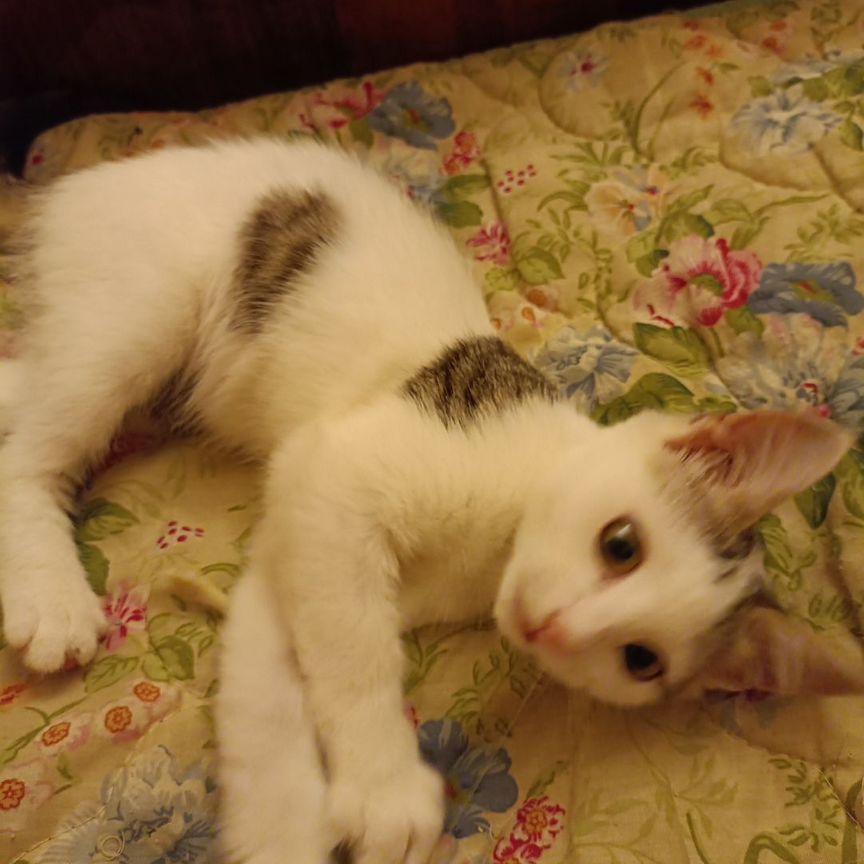 Котёнок 2 Месяца