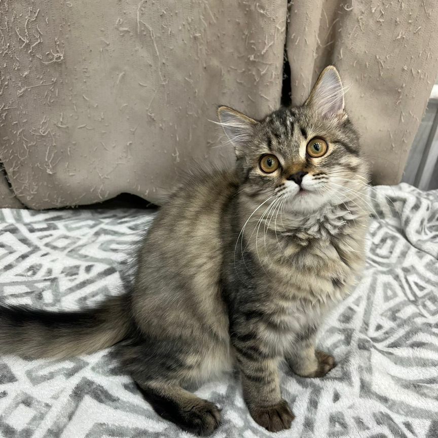 Британская пушистая кошечка