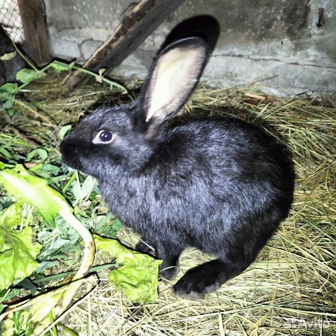 Кролики мясных пород