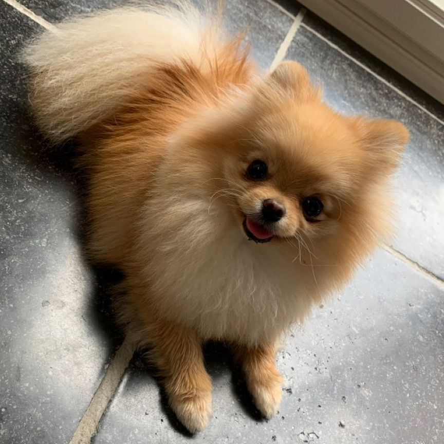 Померанский шпиц, щенок