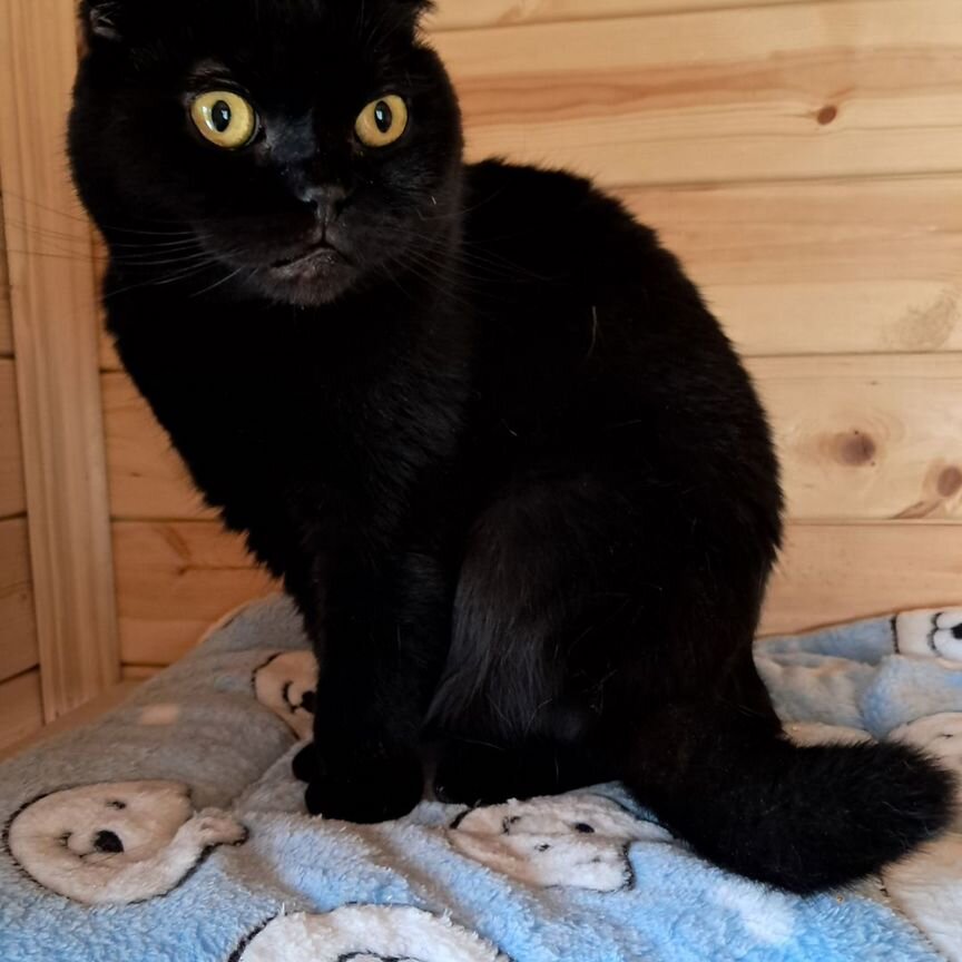 Котик в дар ответственным людям