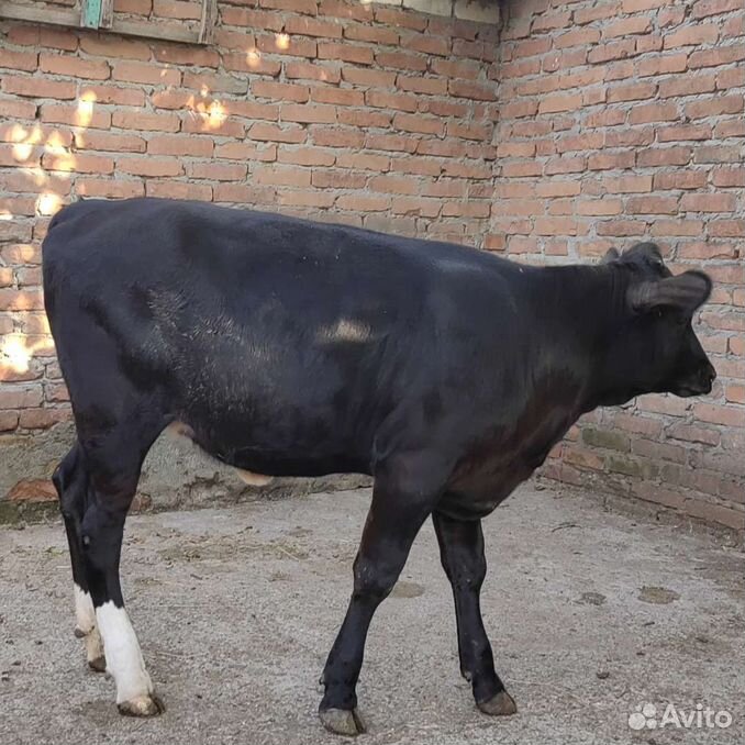 Тёлка 5,5 месяцев и тёлка 2 недели