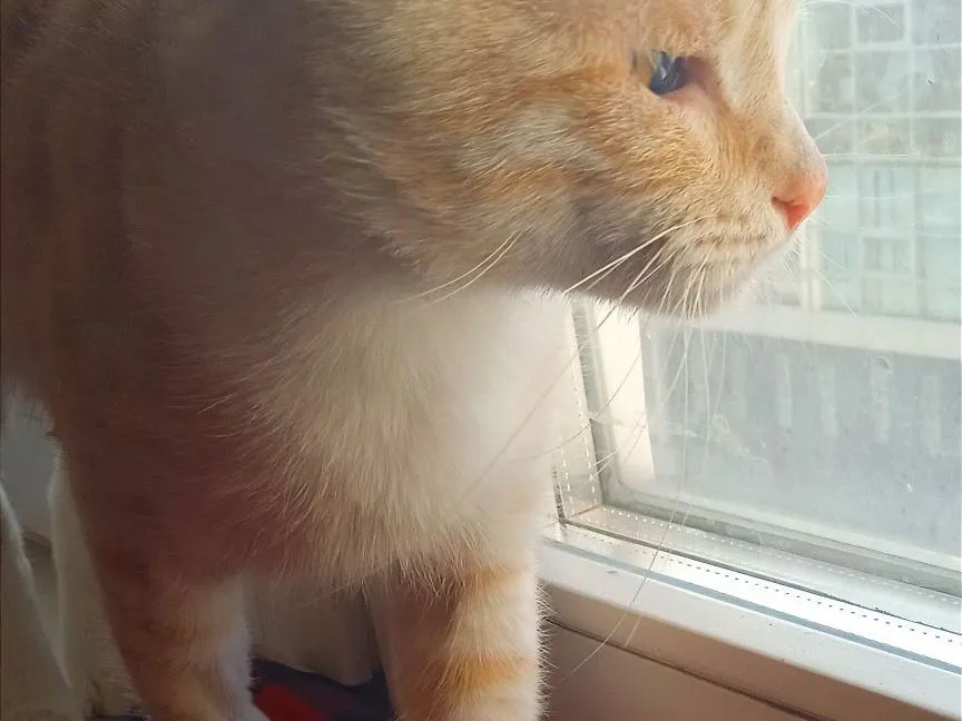 Котик в добрые руки