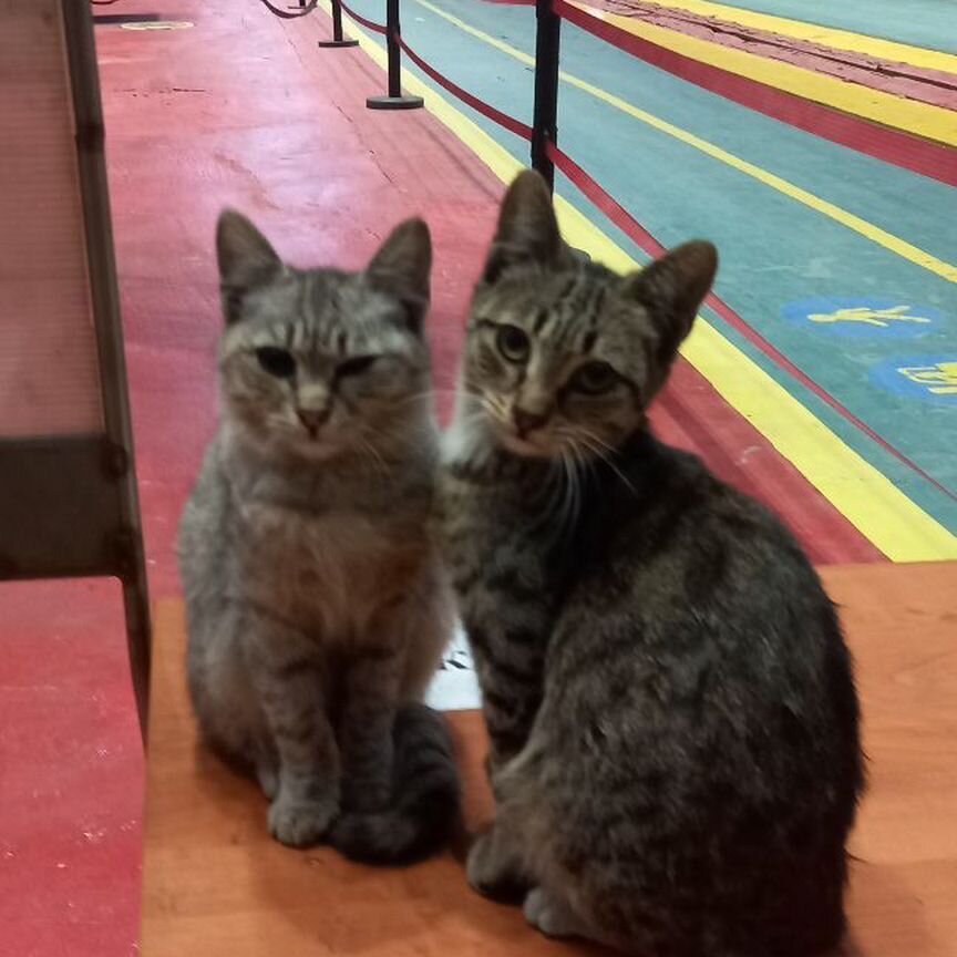 Котиками нужен дом