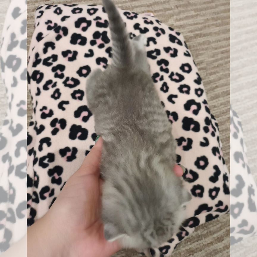 Шотландские вислоухие котята